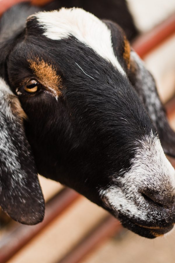 Fredericksburg va Braehead Farm | Bow and Arrow photography