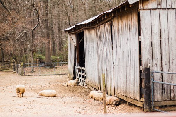 Fredericksburg va Braehead Farm | Bow and Arrow photography
