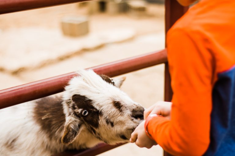 Fredericksburg va Braehead Farm | Bow and Arrow photography