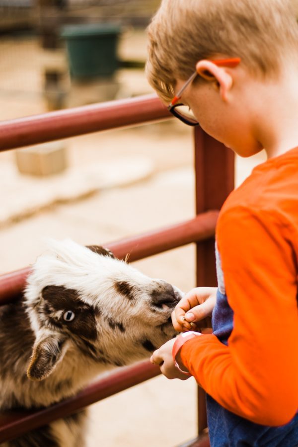 Fredericksburg va Braehead Farm | Bow and Arrow photography