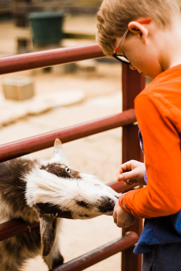 Fredericksburg va Braehead Farm | Bow and Arrow photography
